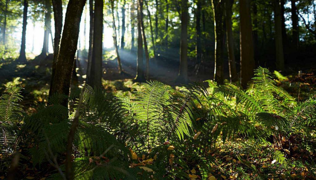 Discover Longleat Forest