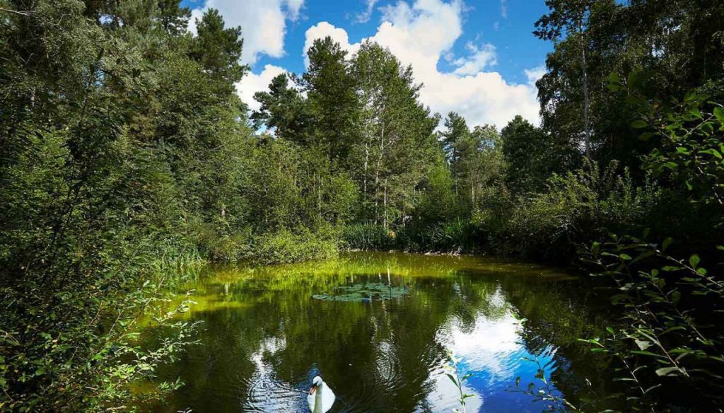 Ecology and forest management