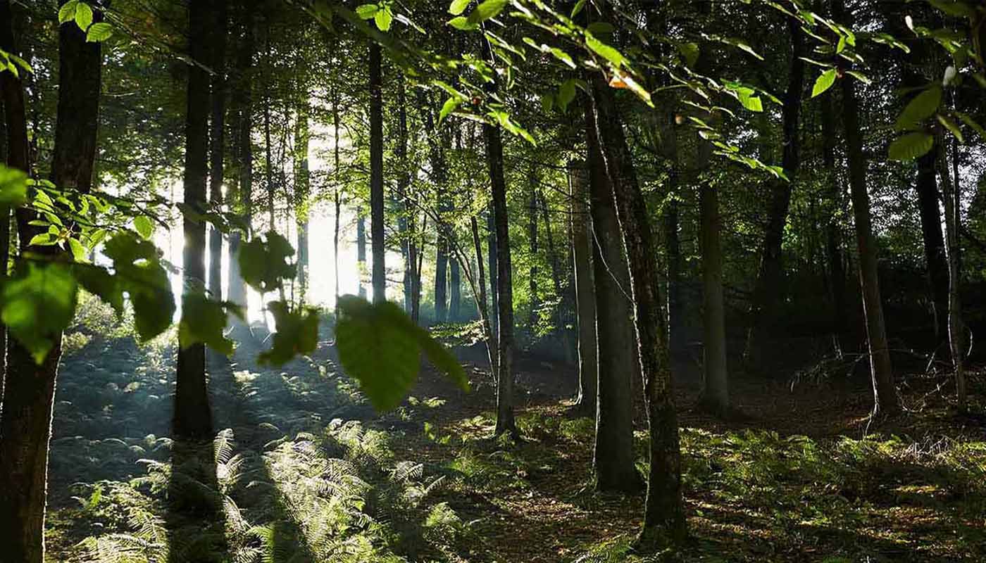 Discover our forests