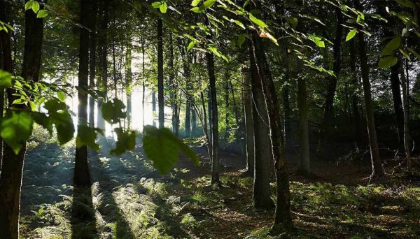 Discover our forests