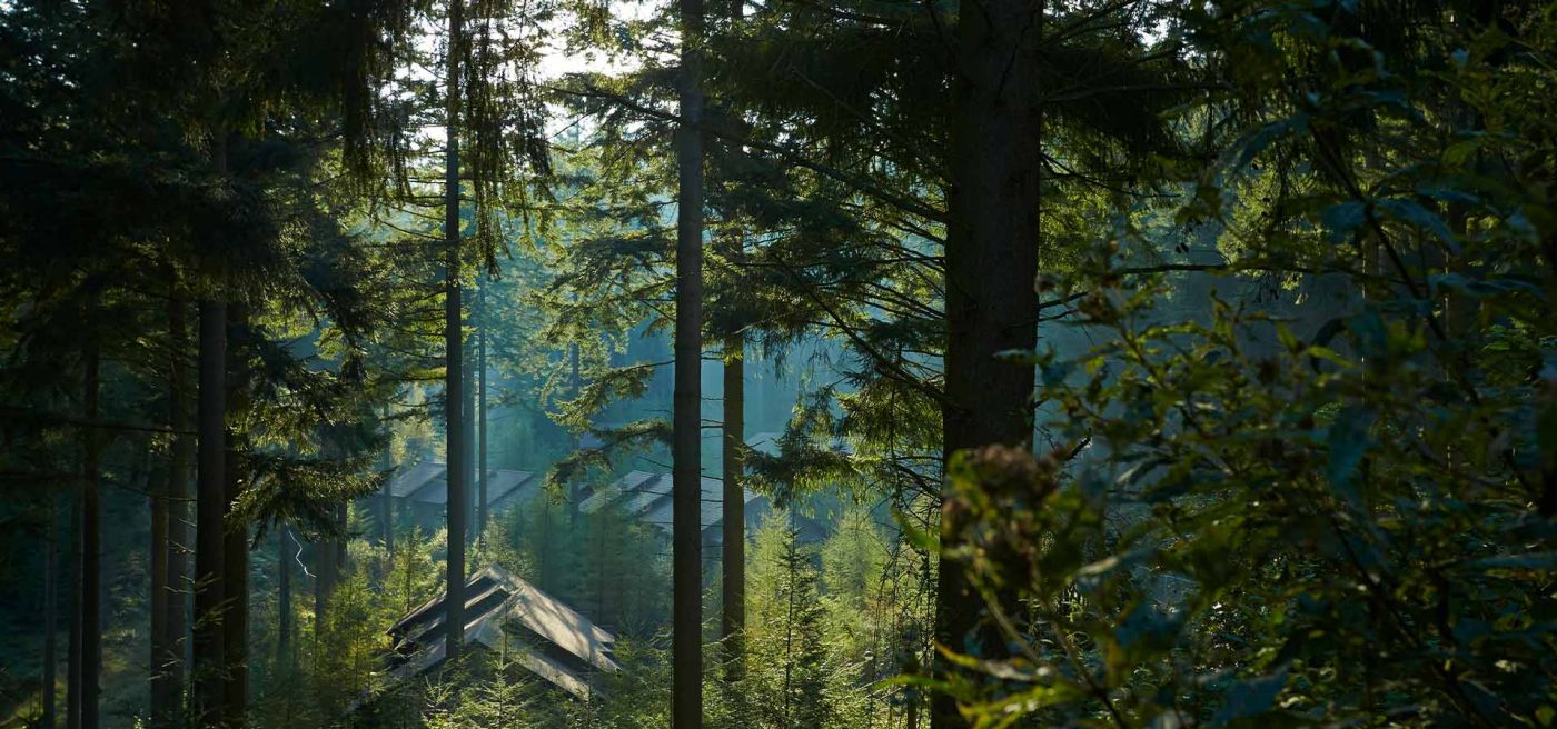 Discover Longleat Forest